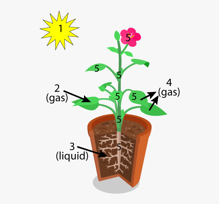 Organ System Of Plants, HD Png Download , Transparent Png Image - PNGitem