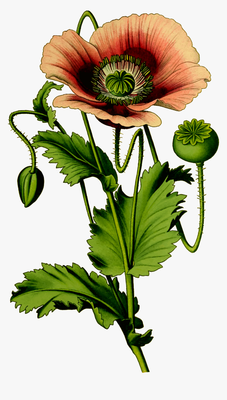 Opium Poppy Plant Vector, HD Png Download , Transparent Png Image - PNGitem