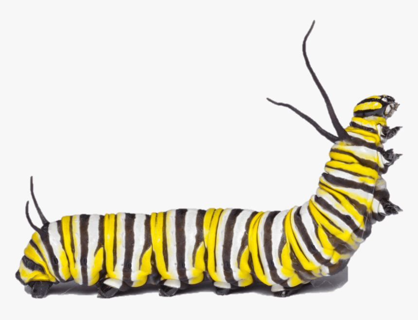 total-52-imagen-caterpillar-no-background-thcshoanghoatham-badinh-edu-vn