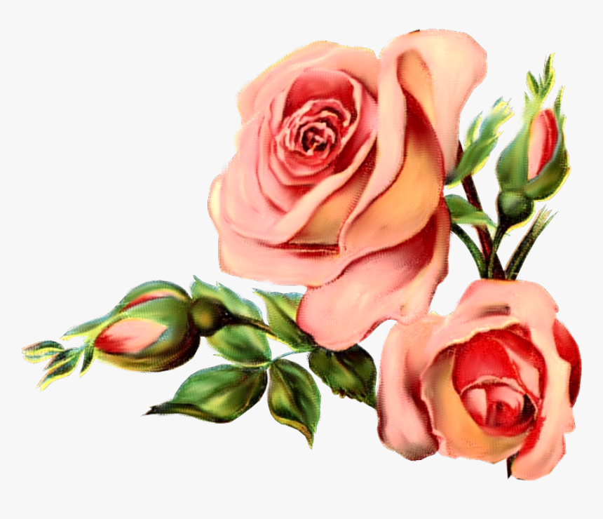Vintage Rose March - Birds And Roses, HD Png Download , Transparent Png ...