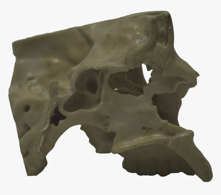 Transparent Side Skull Png - Skull, Png Download , Transparent Png ...