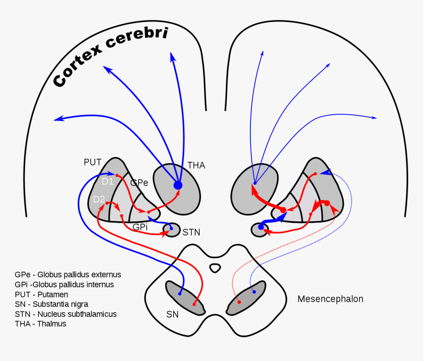 Globus Pallidus Internus And Externus, HD Png Download , Transparent ...