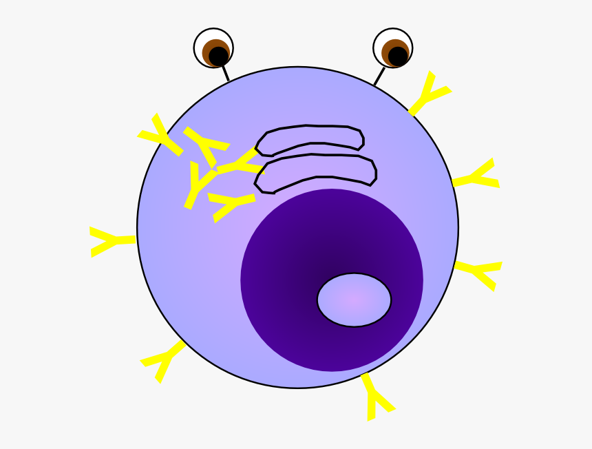 Nucleolus Clipart, HD Png Download , Transparent Png Image - PNGitem