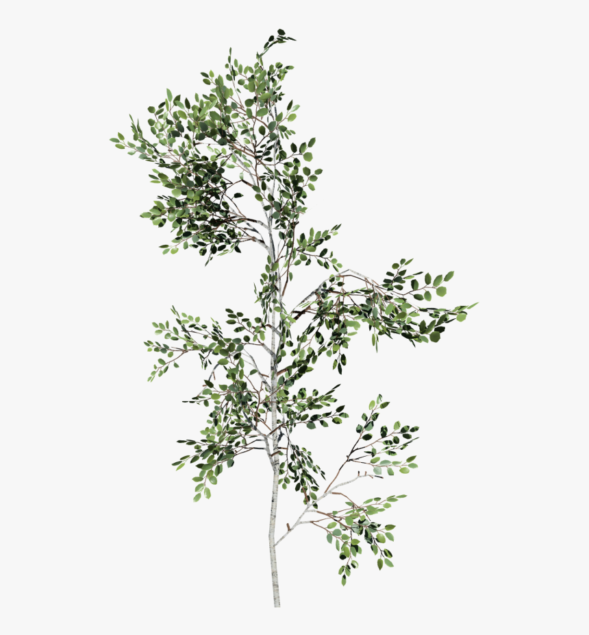 Paper Birch Sapling - Birch Sapling Png, Transparent Png , Transparent ...