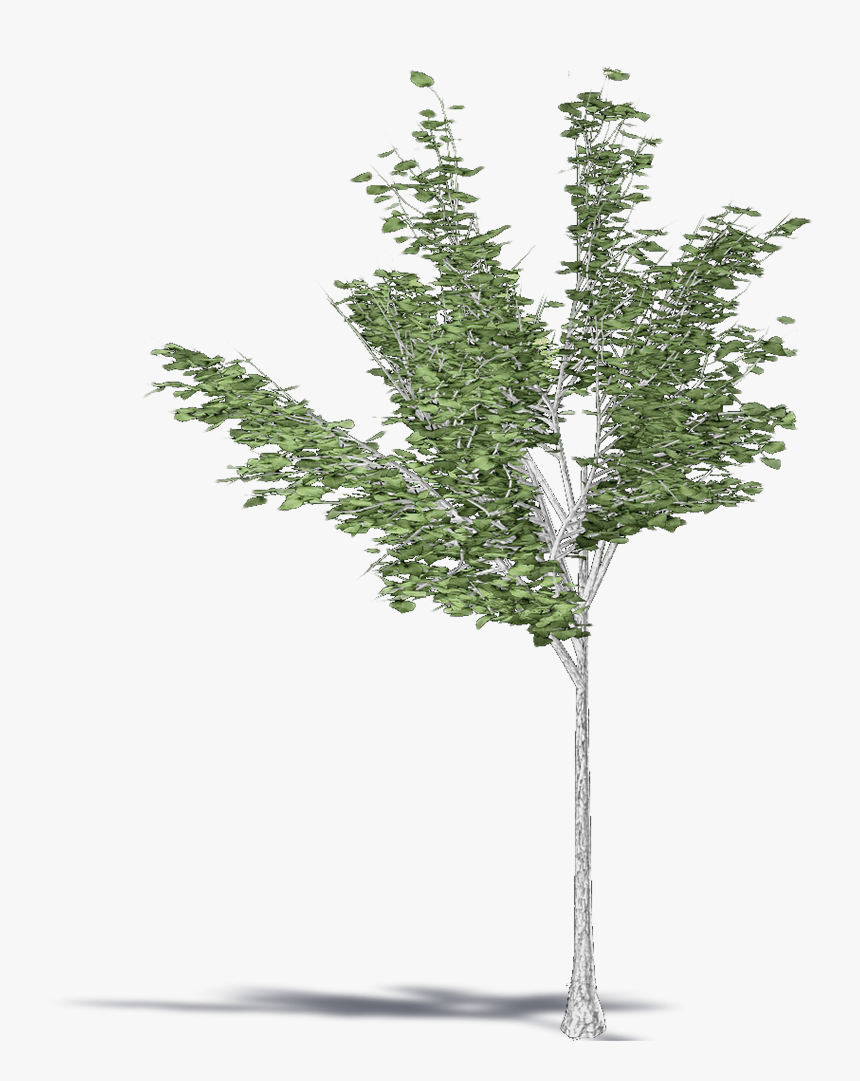 Paper Birch, Canoe Birch - Paper Birch Png, Transparent Png ...