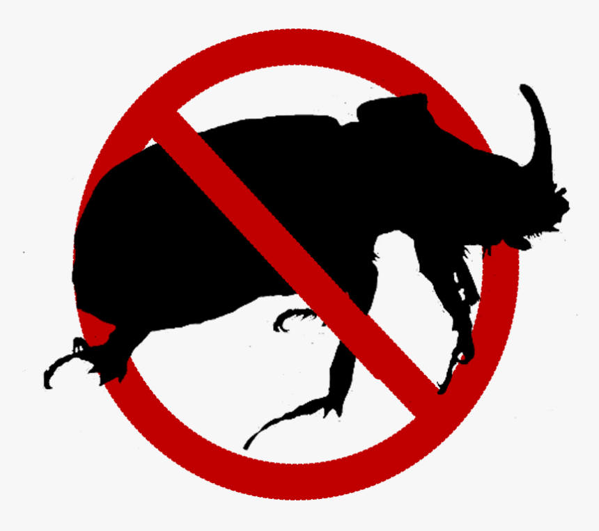 Guam Coconut Rhinoceros Beetle, HD Png Download , Transparent Png Image ...