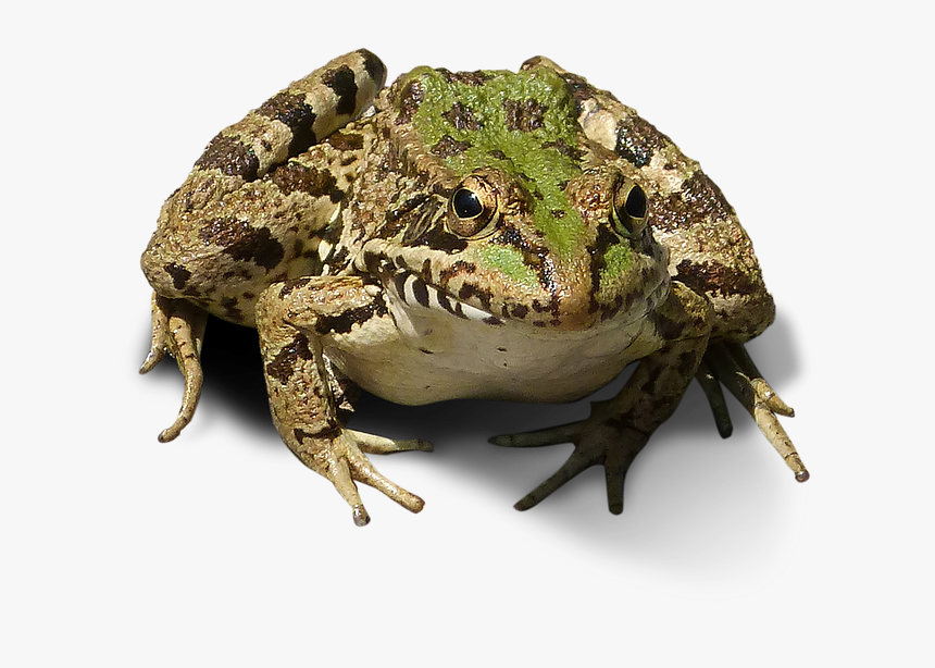Frog Transparent Background, HD Png Download , Transparent Png Image ...