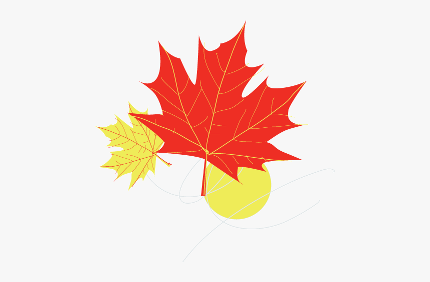 - Maple Leaf, HD Png Download , Transparent Png Image - PNGitem