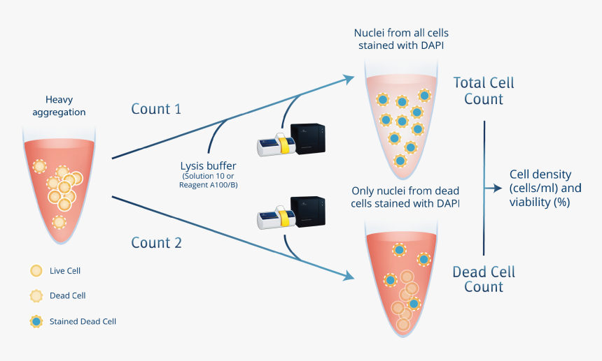 Nucleocounter Nc 200, HD Png Download , Transparent Png Image - PNGitem