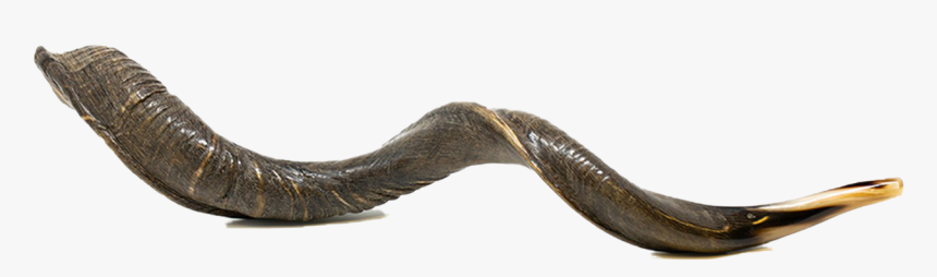 Shofar Png Clipart - Wood, Transparent Png , Transparent Png Image ...