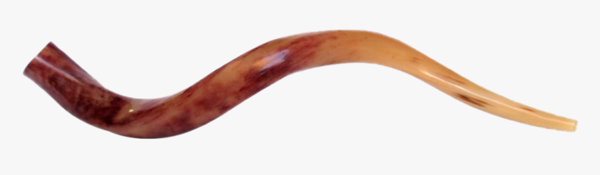 Shofar Png Hd - Eel, Transparent Png , Transparent Png Image - PNGitem