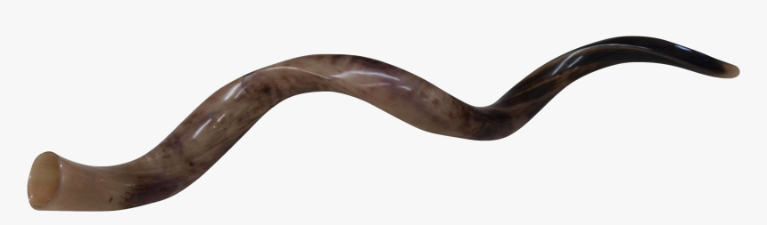 Shofar Png Image - Electric Ray, Transparent Png , Transparent Png ...