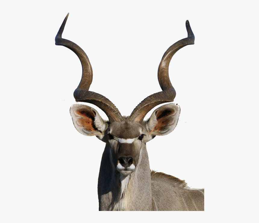 Cx - Antelope Shofar, HD Png Download , Transparent Png Image - PNGitem