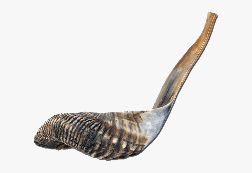 Shell, HD Png Download , Transparent Png Image - PNGitem