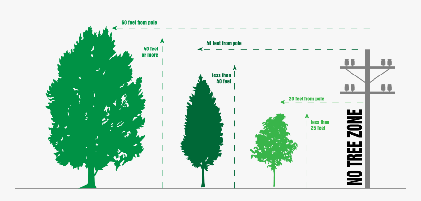 If Trees In Your Area Are Growing Into Power Lines, - Christmas Tree ...