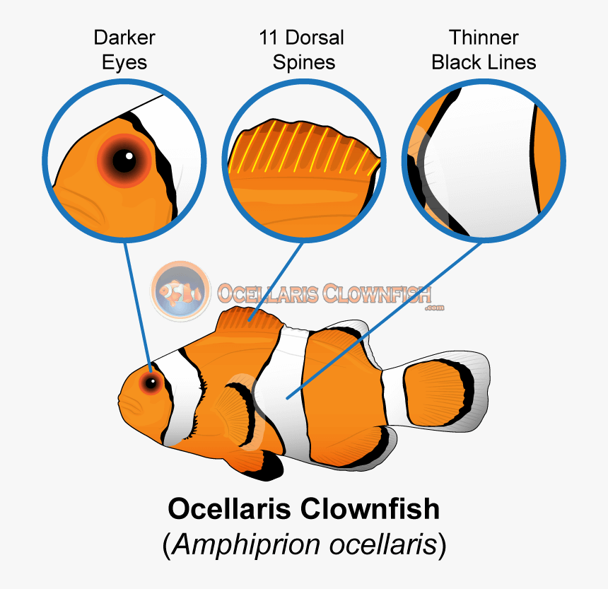 Ocellaris Clownfish Features - Male Vs Female Clownfish, HD Png ...