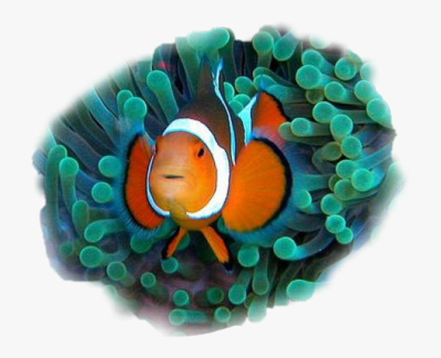 #clownfish - Commensalistic Relationship Between Two Organisms, HD Png ...