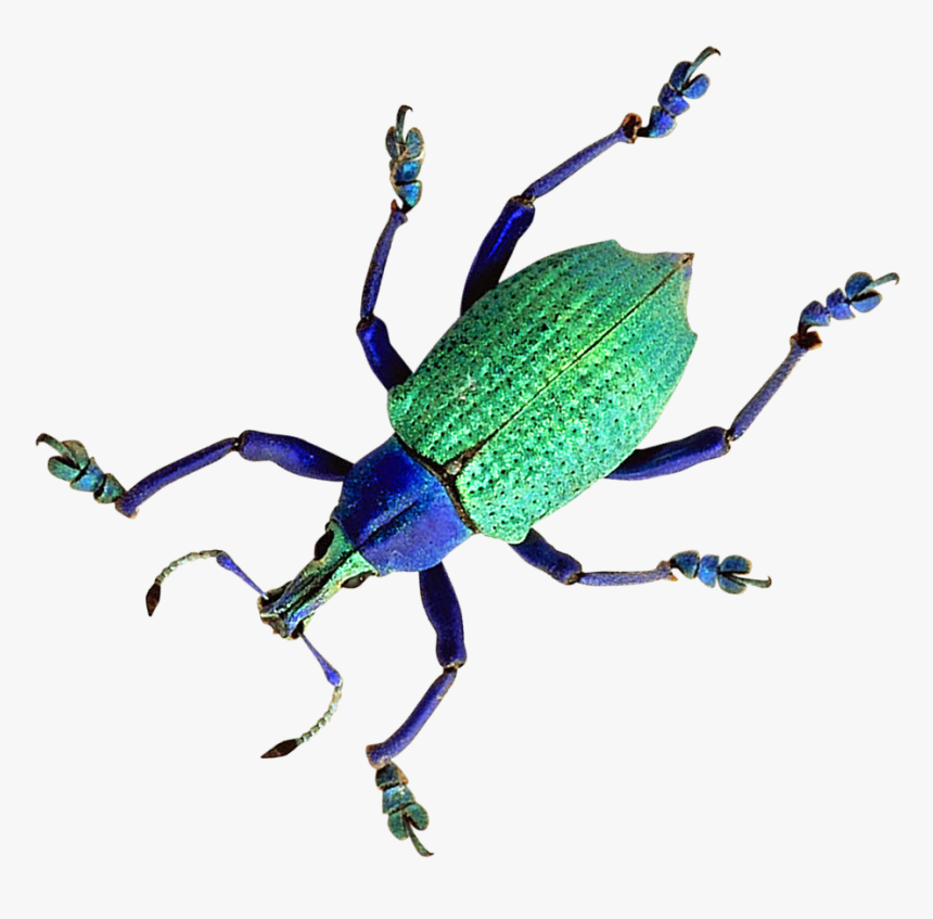 Beetle Png Transparent Image - Weevil, Png Download , Transparent Png ...