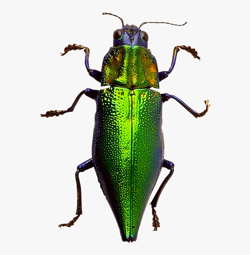 Beetle Png Insects Image Transparent Background - Beetle Insect ...