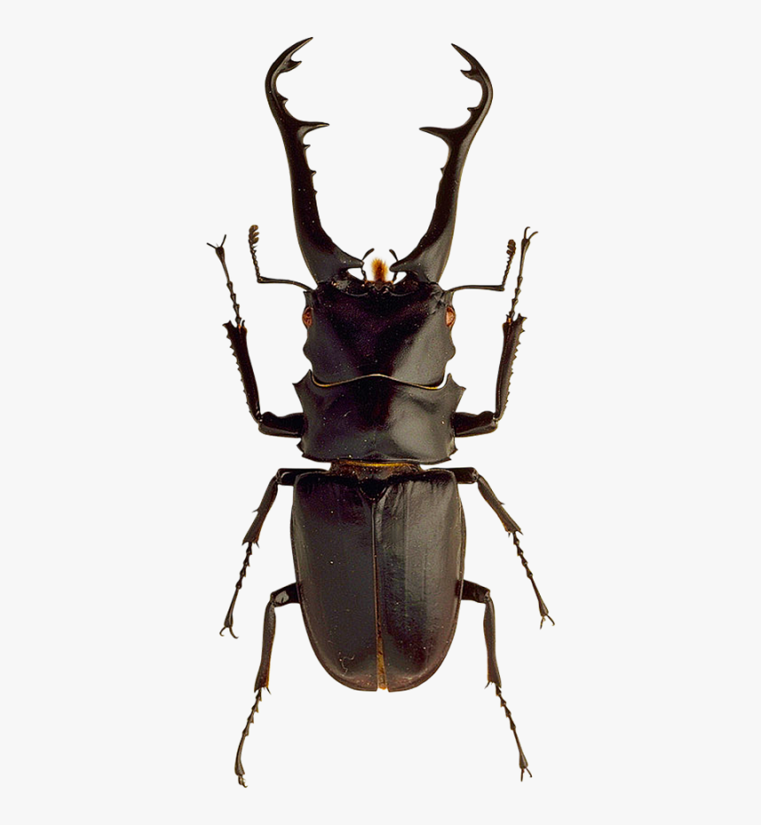 Transparent Insect Png - Beetle Insects, Png Download , Transparent Png ...