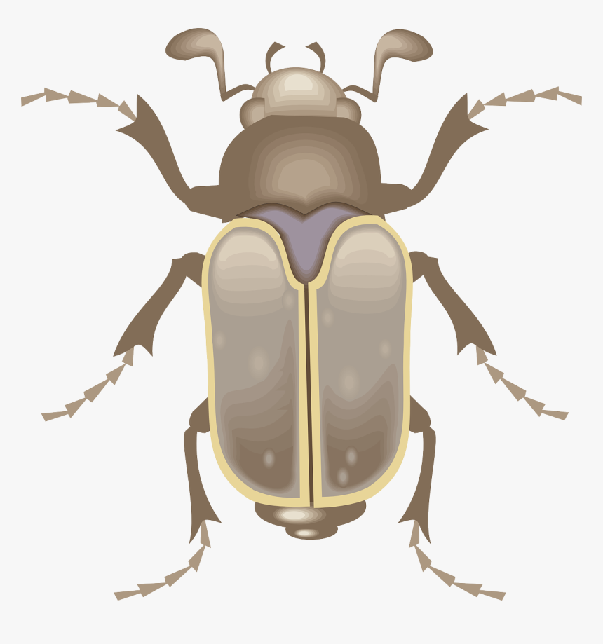 Metamorphosis Gregor Clipart, HD Png Download , Transparent Png Image ...