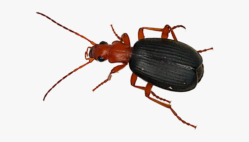 Beetle Transparent Portuguese - Pathfinder Giant Bombardier Beetle, HD ...
