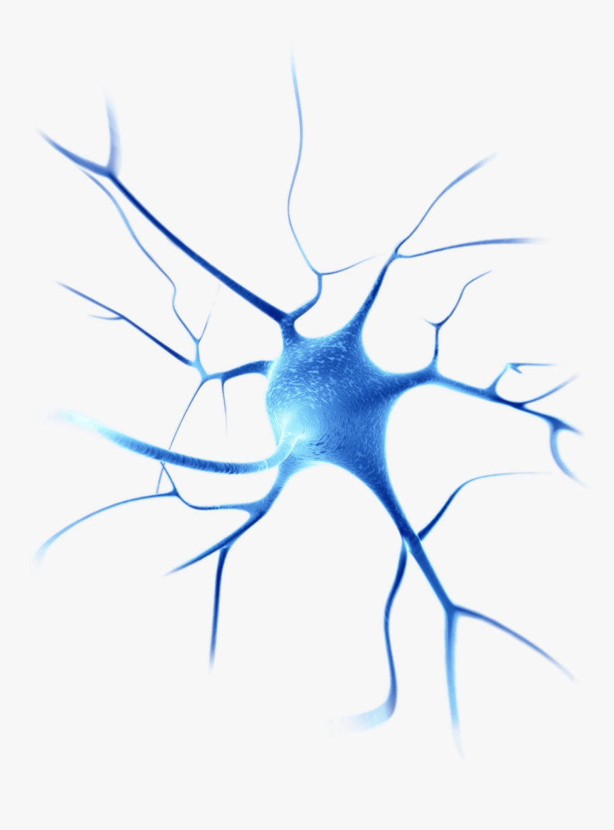 Hd Neurons Png - Neurons Png, Transparent Png , Transparent Png Image ...