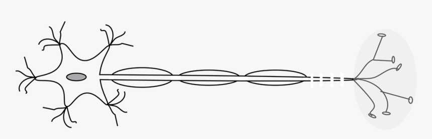Motor Neuron Diagram Unlabeled