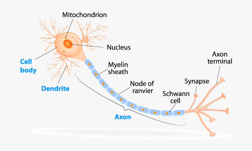 Introduction To Neural Networks - Typical Neuron Diagram, HD Png ...