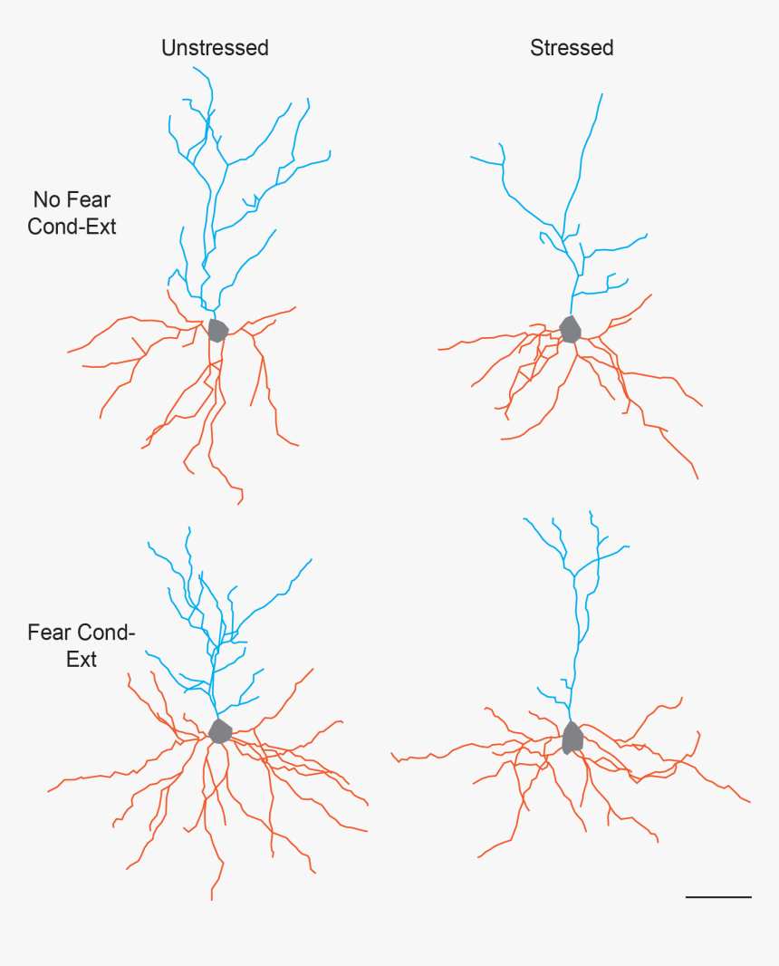 This Figure Illustrates The Separate And Combined Effects - Neuron ...