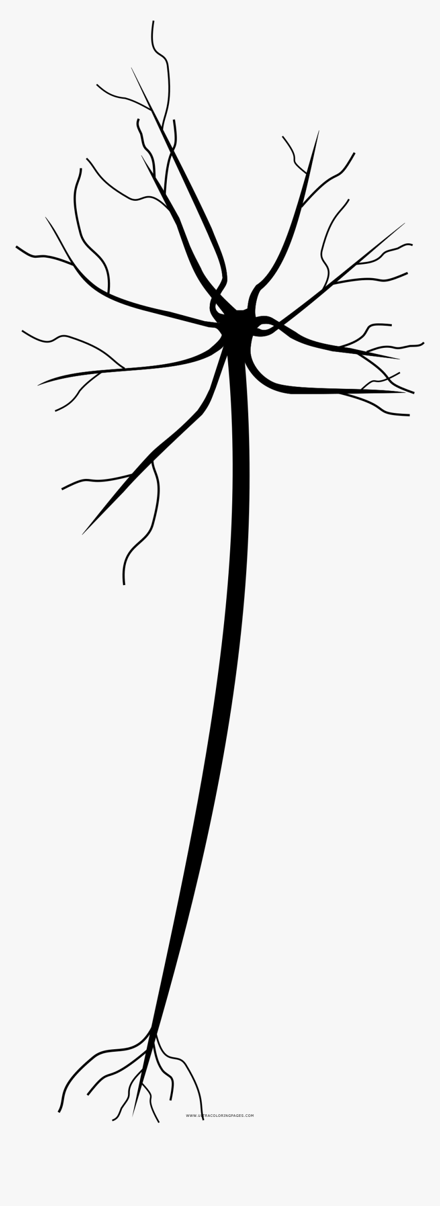 Neuron Coloring Page, HD Png Download , Transparent Png Image - PNGitem