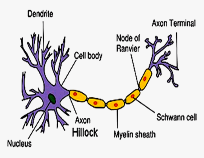 Image Of Structure Of Neuron - Part Of A Neuron Contains The Nucleus ...