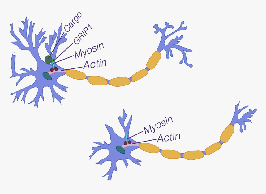 Neuron Branching With Grip1, Neuron Branching Without - Biopsychology ...