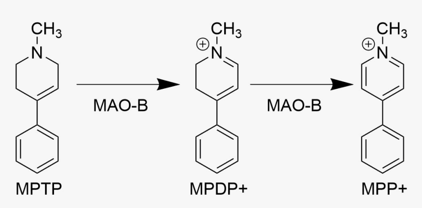 Mpp Biosynthesis Pathway - Mptp Mpp+, HD Png Download , Transparent Png ...