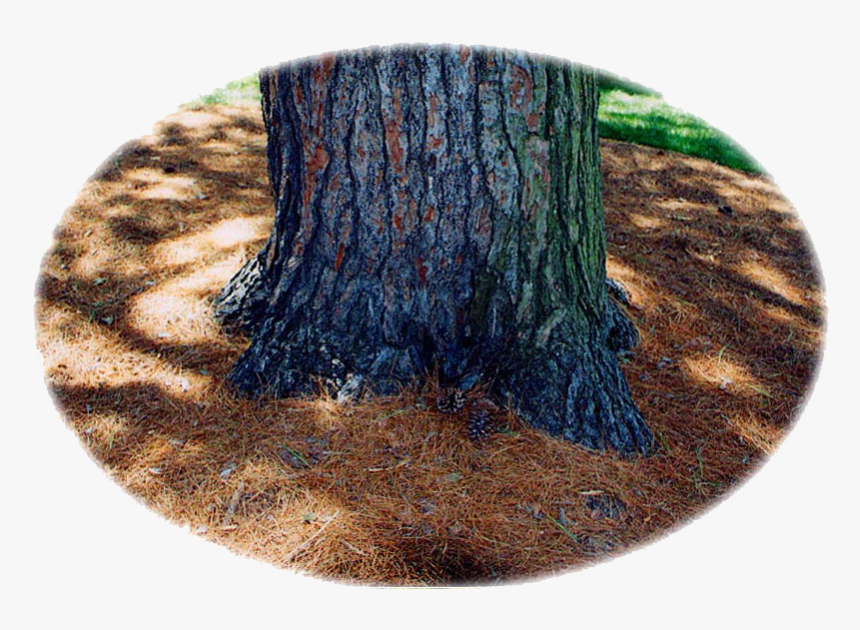 Pine Tree - Circle, HD Png Download , Transparent Png Image - PNGitem
