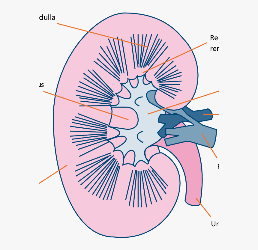 Illustration, HD Png Download , Transparent Png Image - PNGitem