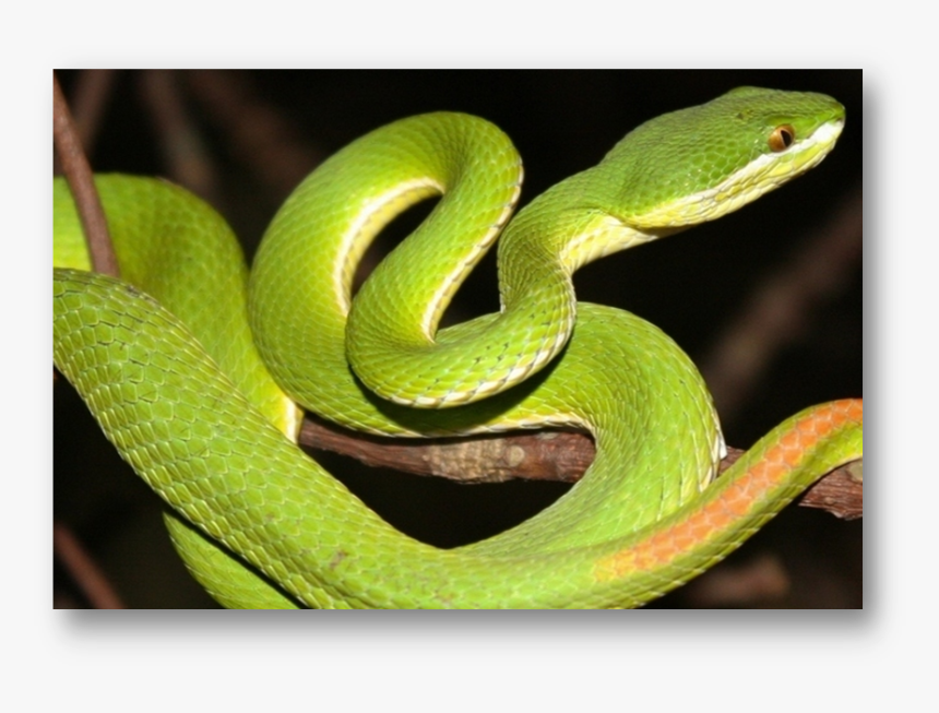 White Lipped Pit Viper Halodhia Viper - Green Bamboo Pit Viper, HD Png ...