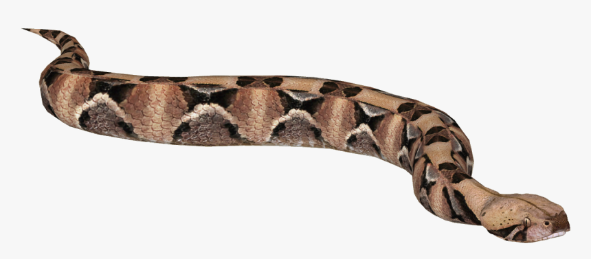 Gaboon Viper Png Transparent, Png Download , Transparent Png Image ...