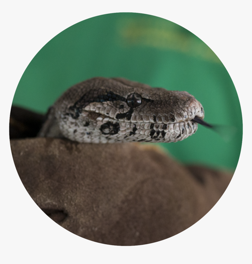 Transparent Boa Constrictor Png - Serpent, Png Download , Transparent ...