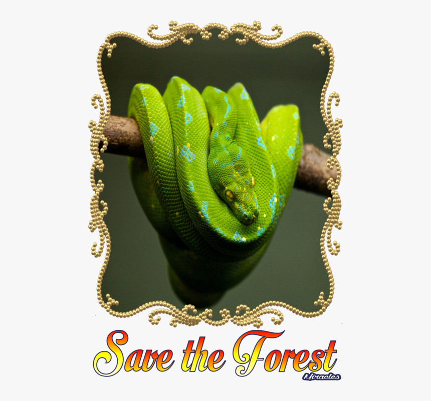 Burmese Python, HD Png Download , Transparent Png Image - PNGitem