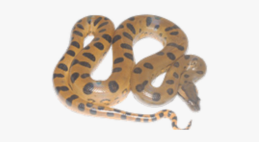 Anaconda Png Transparent Images - Anaconda Png, Png Download ...