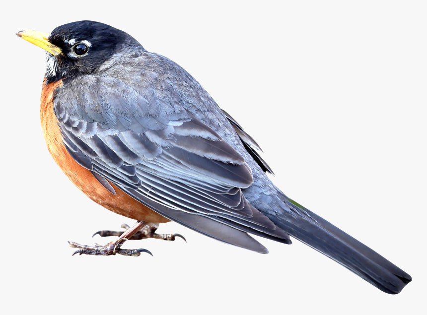 Merle Bird Png Image - Small Bird Flying Transparent, Png Download ...