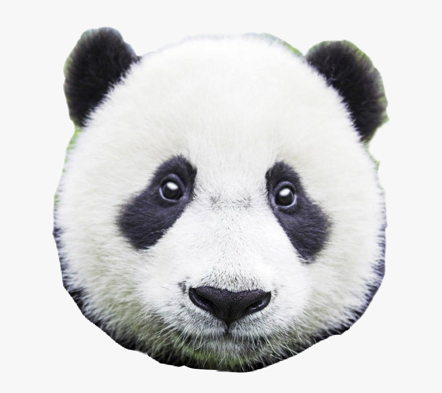 Panda Head Tumblr Png Panda Head Tumblr Png