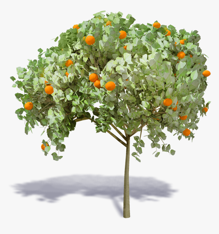 Orange Tree - Mandarin Orange, HD Png Download , Transparent Png Image ...