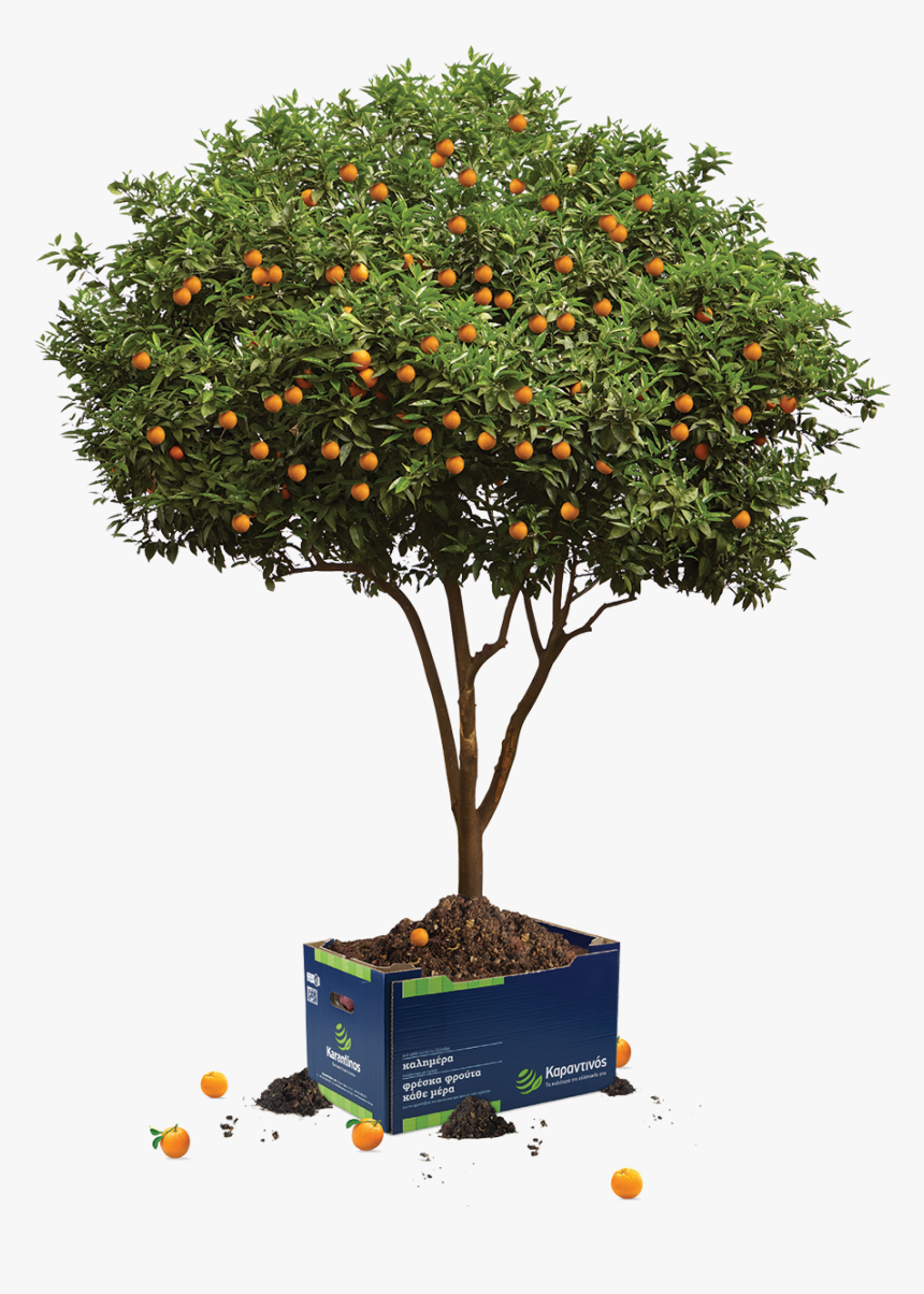 Rangpur, HD Png Download , Transparent Png Image - PNGitem