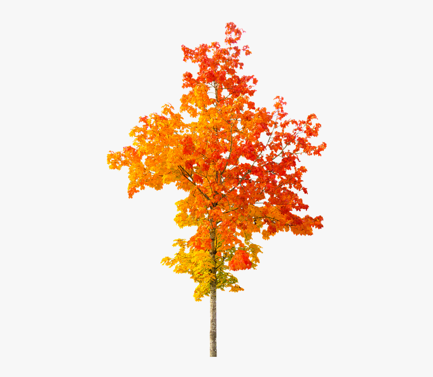 Plant,black Maple,plant Stem,plane,deciduous - Autumn Tree Png ...