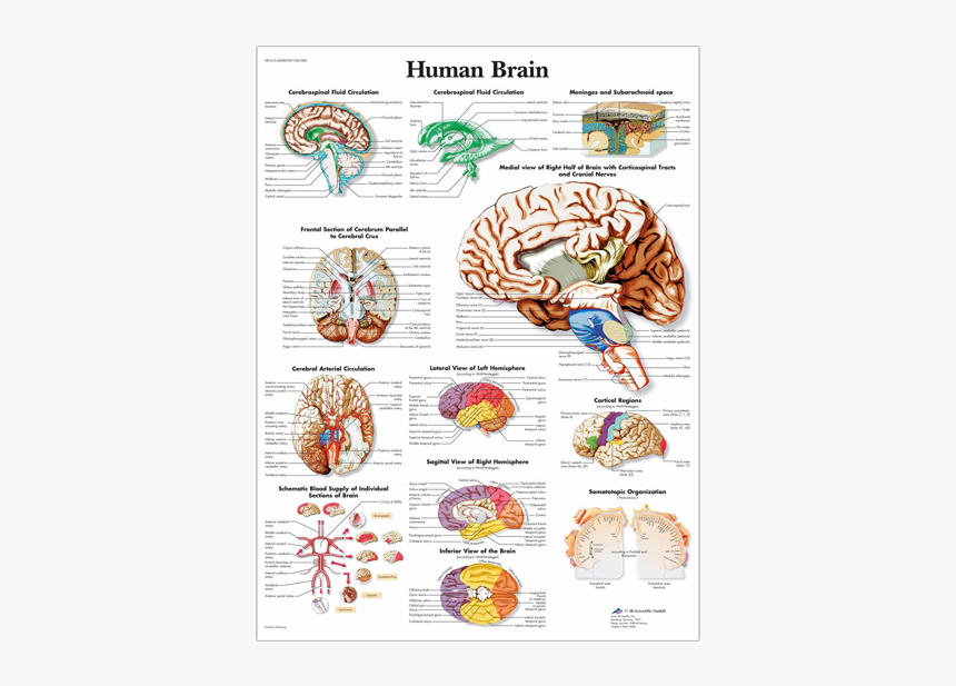 Anatomical Chart - Human Brain - Human Brain Anatomy Poster, HD Png ...