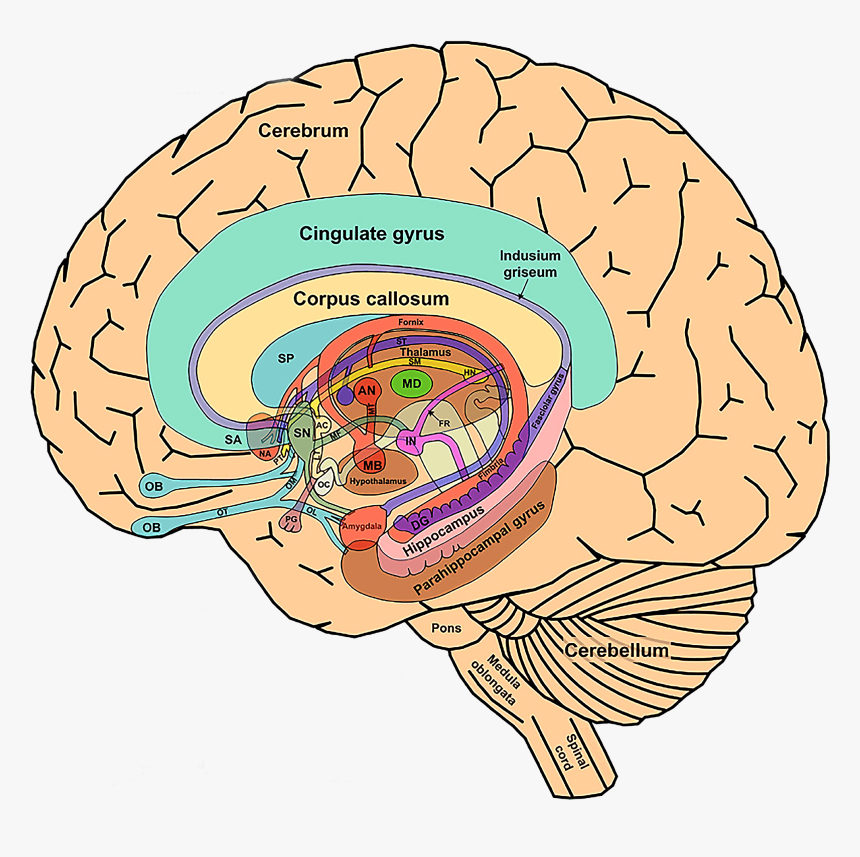 Cingulate Gyrus Of Brain, HD Png Download , Transparent Png Image - PNGitem