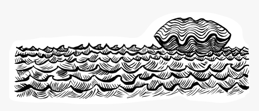 Transparent Clam Shell Png - Illustration, Png Download , Transparent ...