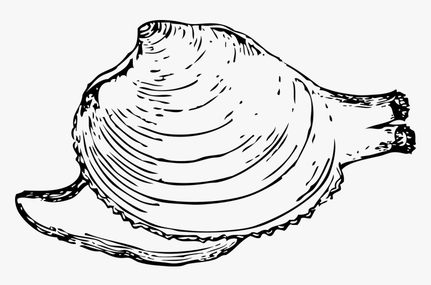 Quahog Clip Art, HD Png Download , Transparent Png Image - PNGitem